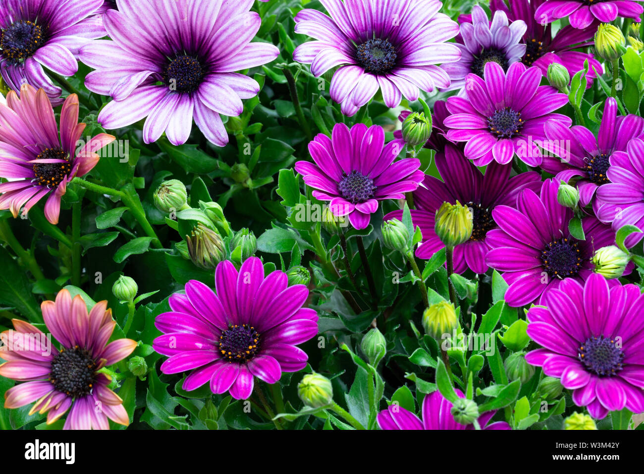 Colorful daisy flowers hi-res stock photography and images - Alamy