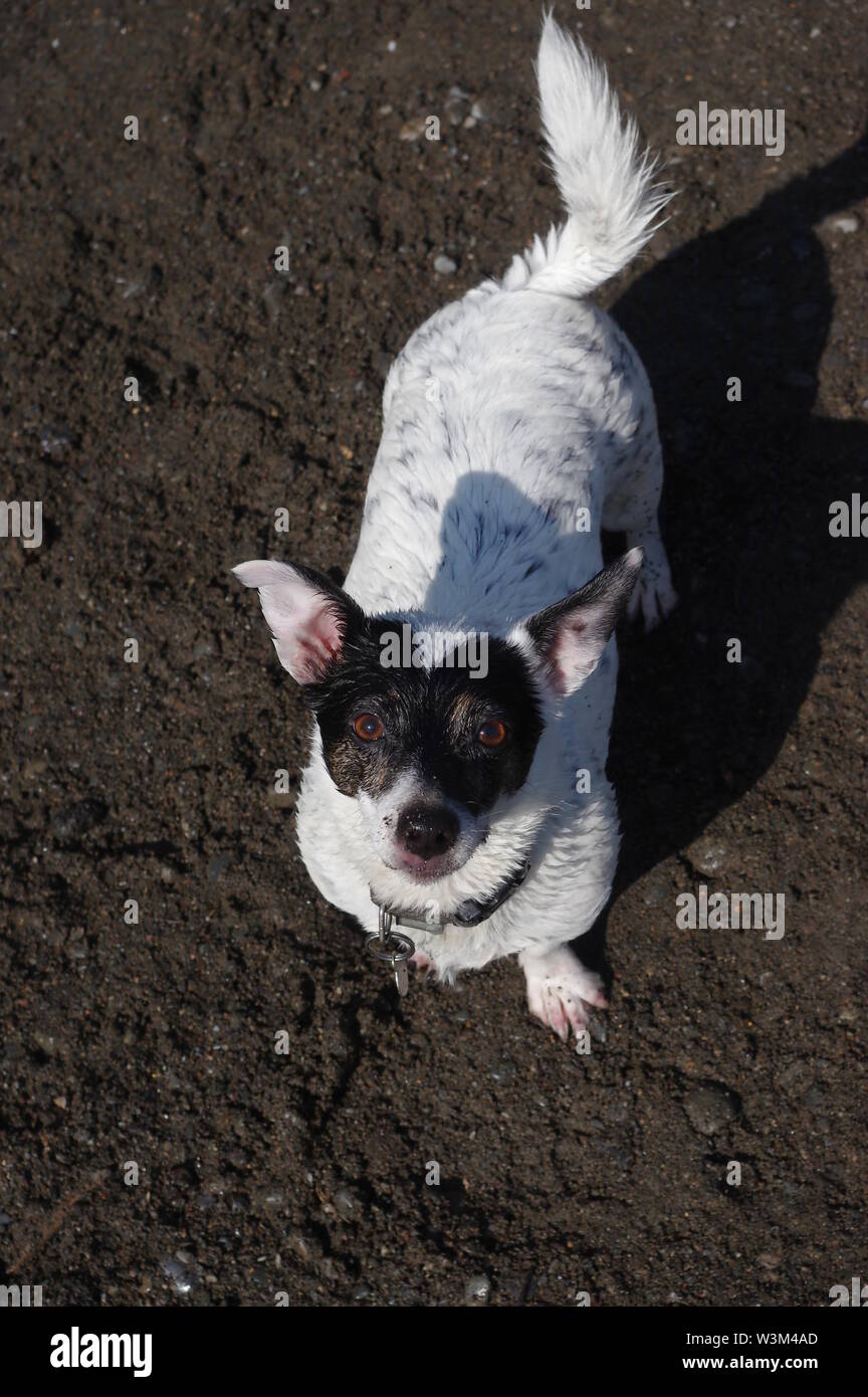 Dog water ball jack russell hi-res stock photography and images - Alamy