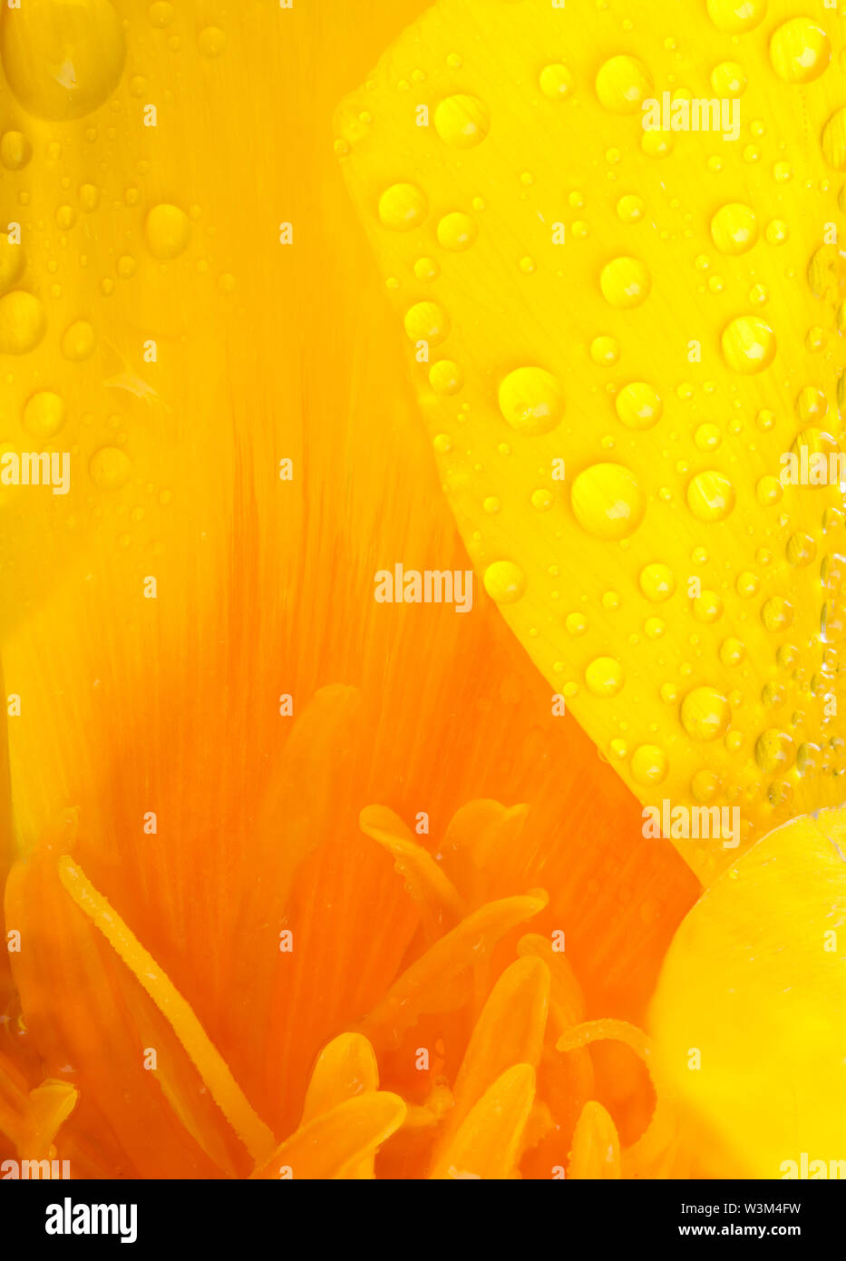 Large puddle of rain water hi-res stock photography and images - Alamy
