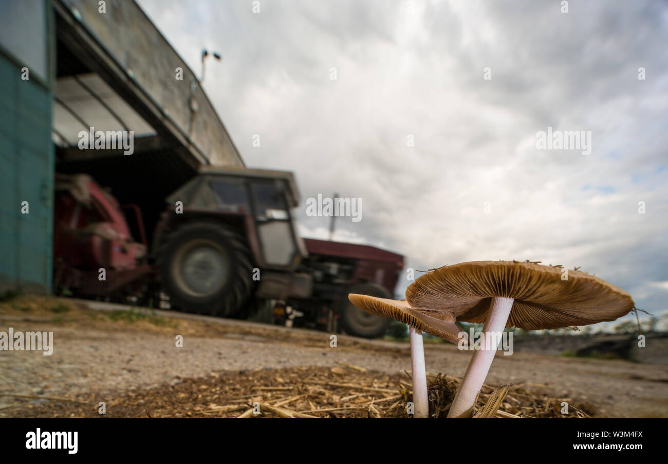 Small fungi growing on litter on livestock farm grounds as suitable ...