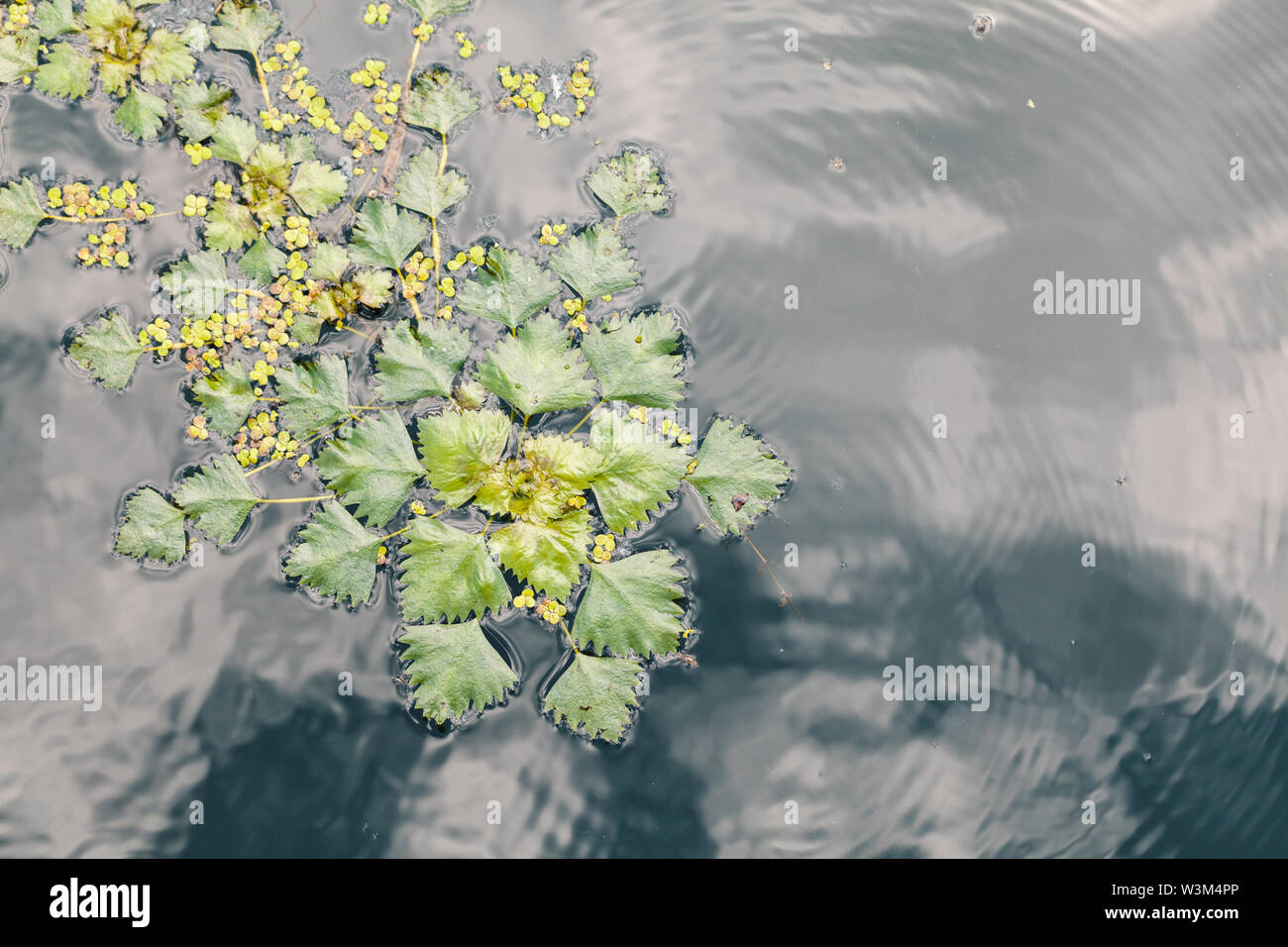 lake grass top view, green texture of plants Stock Photo - Alamy