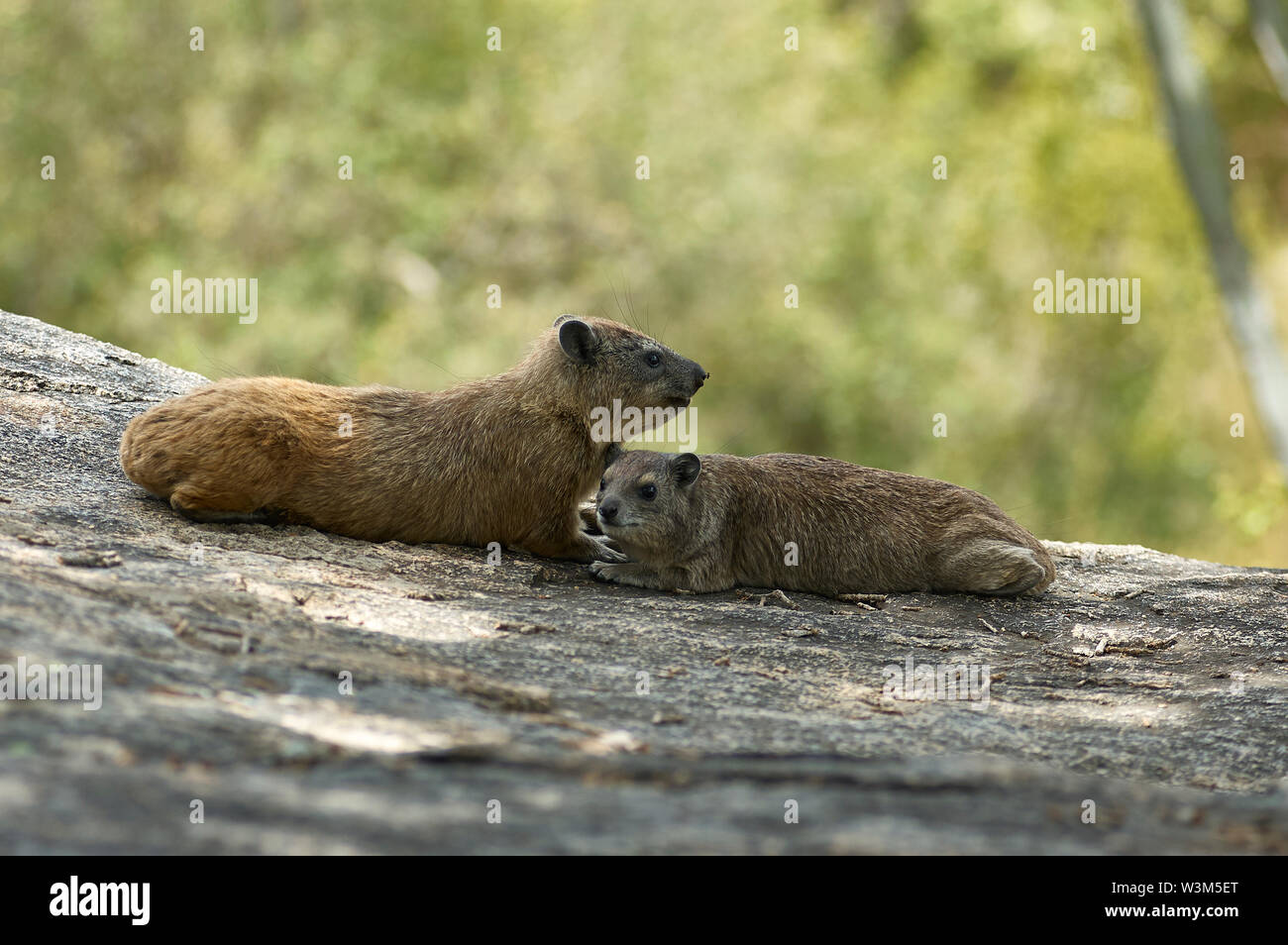 A couple of hyraxes socialising on a rock Stock Photo - Alamy