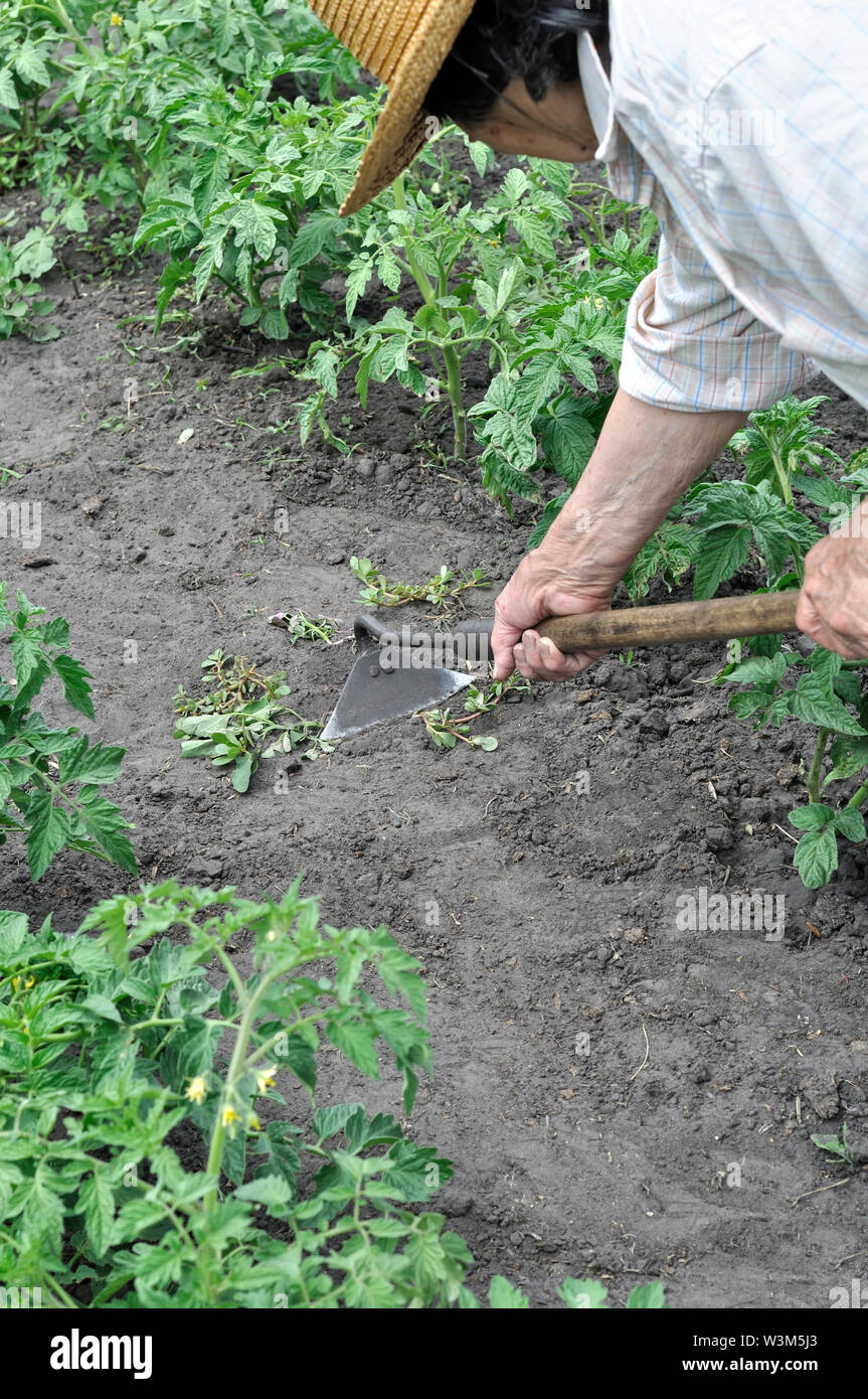 gardener pull up weeds with a hoe in the tomato plantation in the ...