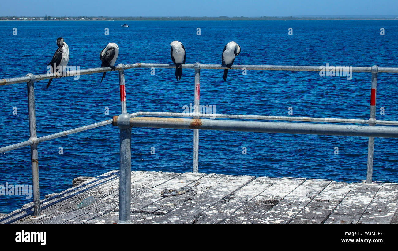 Famous Busselton Jetty in Busselton, Western Australia Stock Photo - Alamy