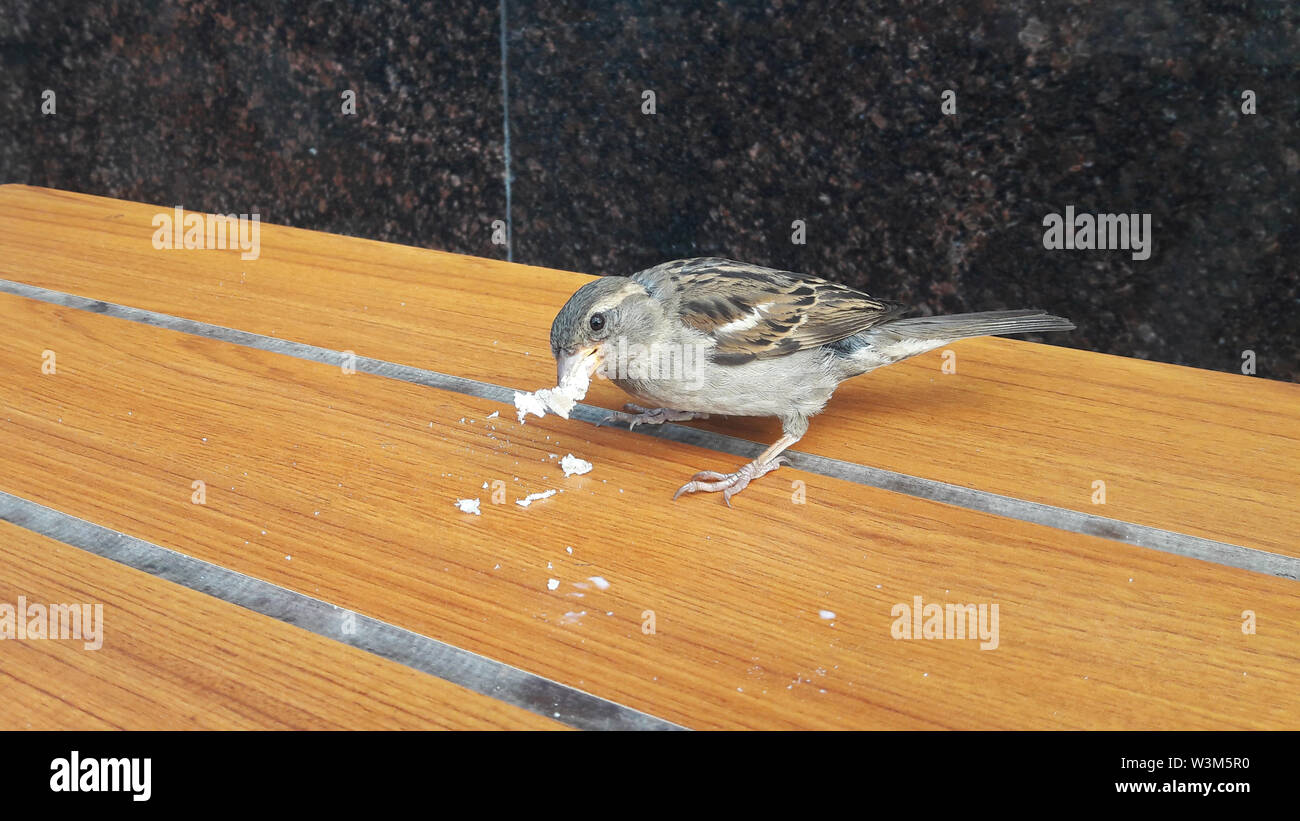 Bird eating on a bird table hi-res stock photography and images - Alamy