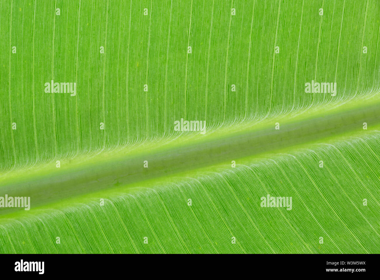 Venation pattern hi-res stock photography and images - Alamy