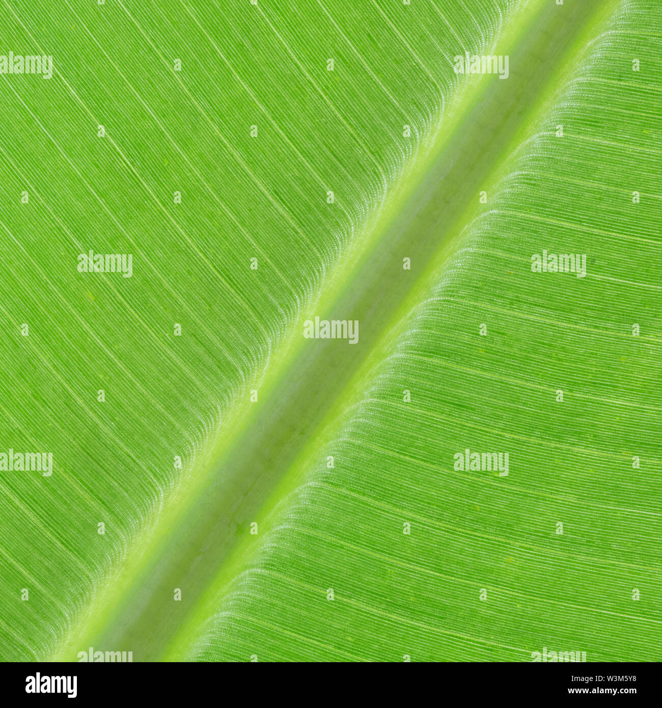Parallel venation hi-res stock photography and images - Alamy