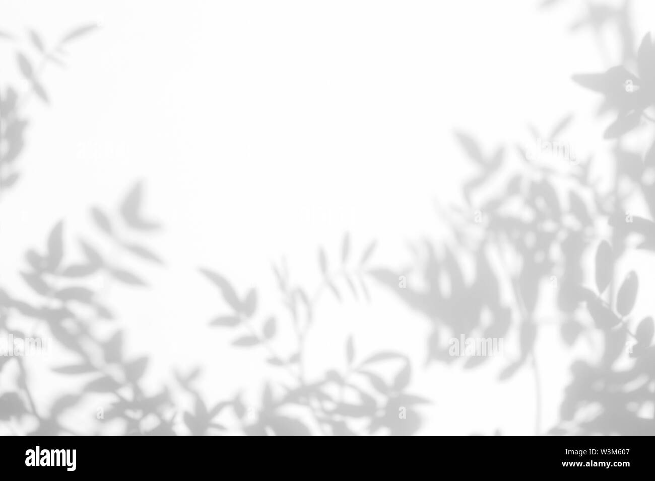 Gray shadow of the leaves on a white wall. Abstract neutral nature ...