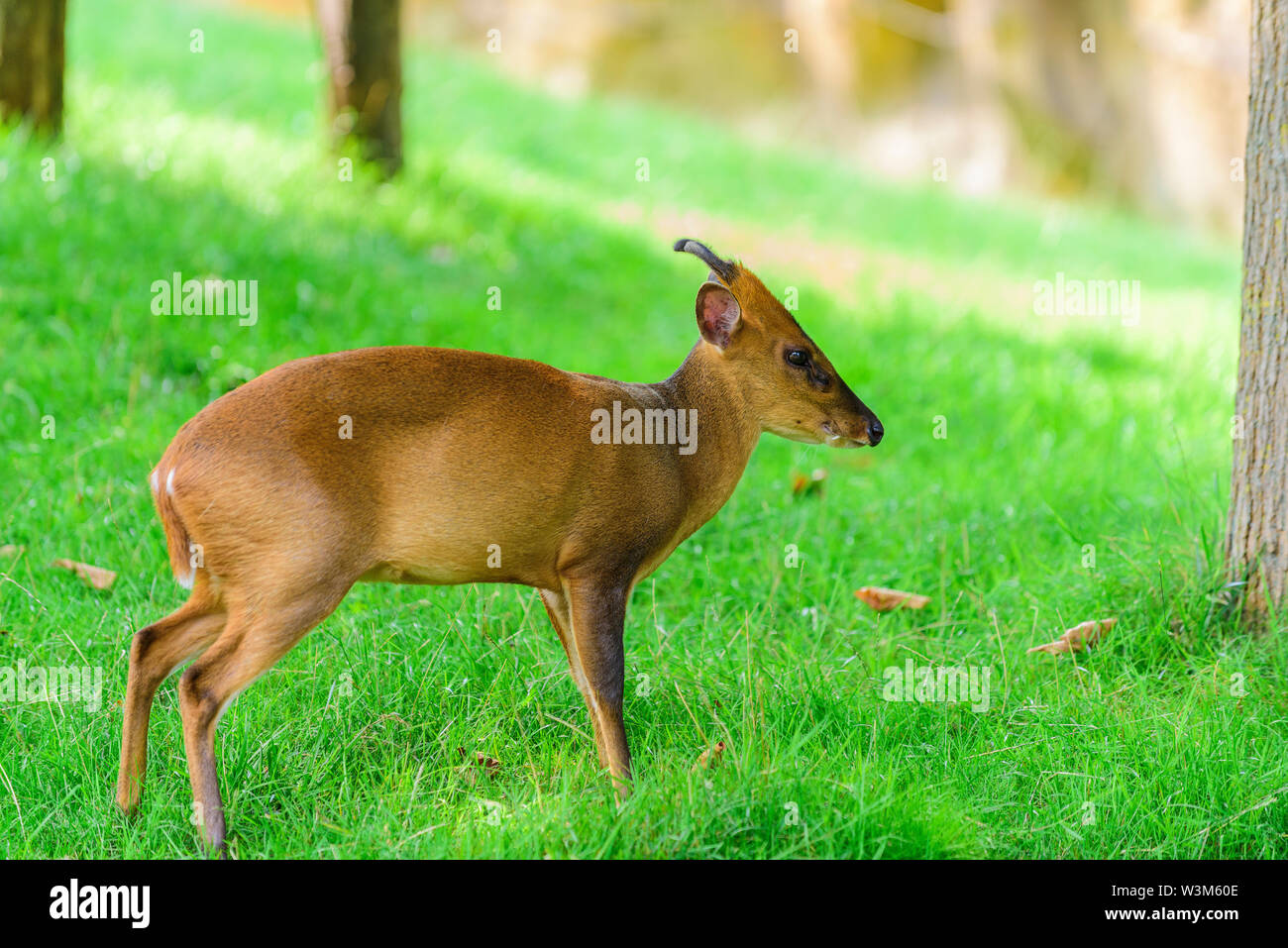 Mastreani Deer High Resolution Stock Photography and Images - Alamy