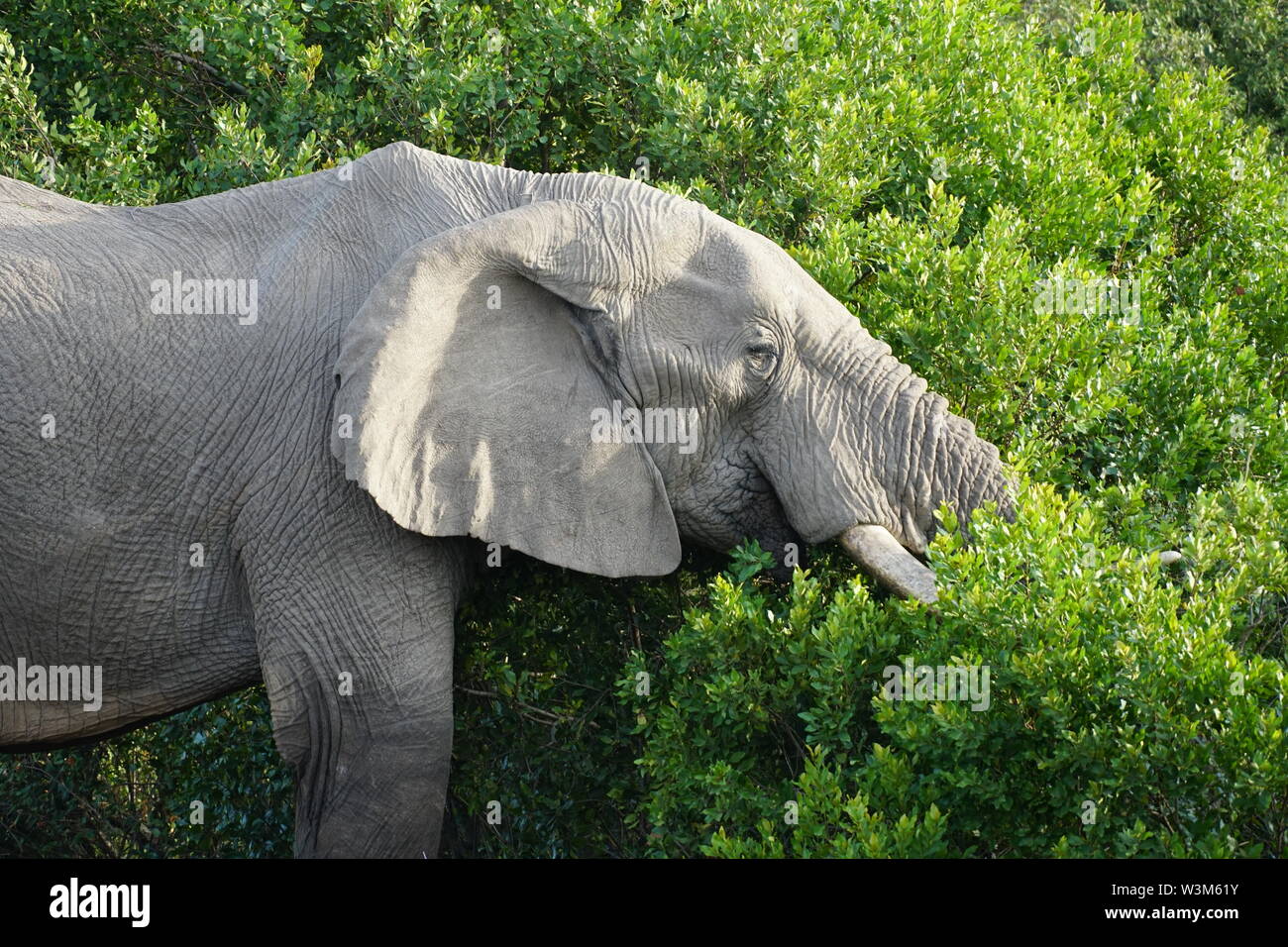 An elephant eating Stock Photo - Alamy