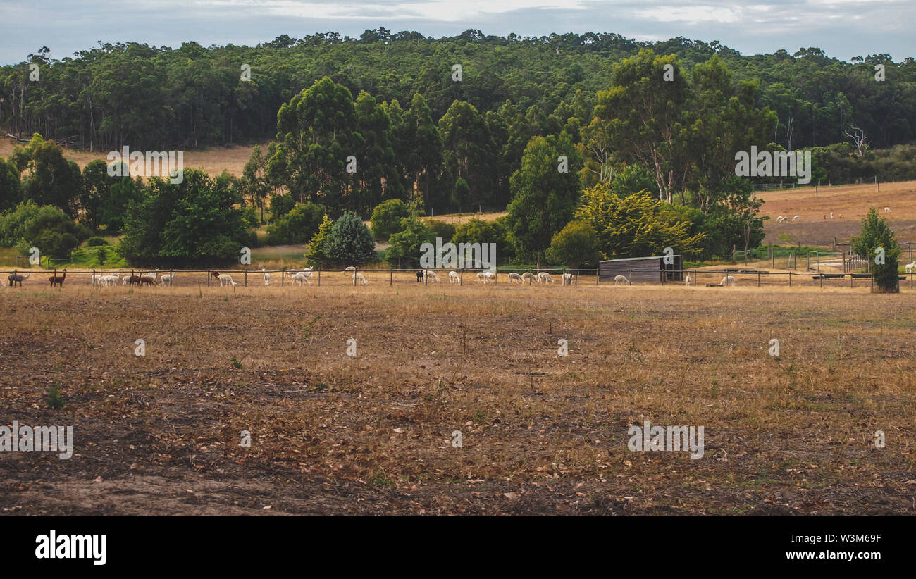 Alpaca farm in Margaret River, Western Australia Stock Photo - Alamy