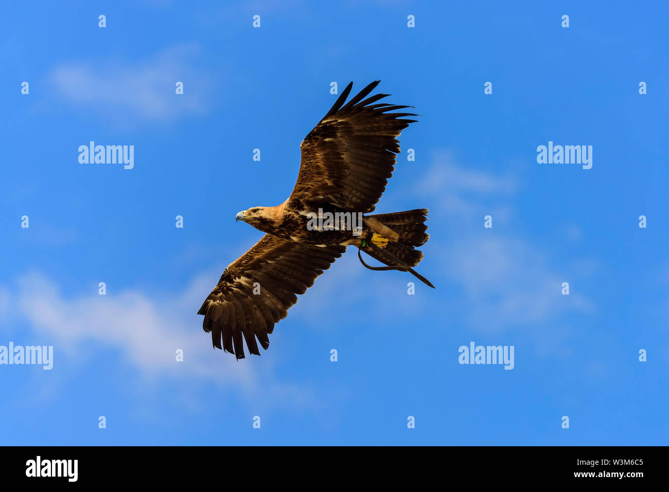 Majestic golden eagle flying in hi-res stock photography and images - Alamy