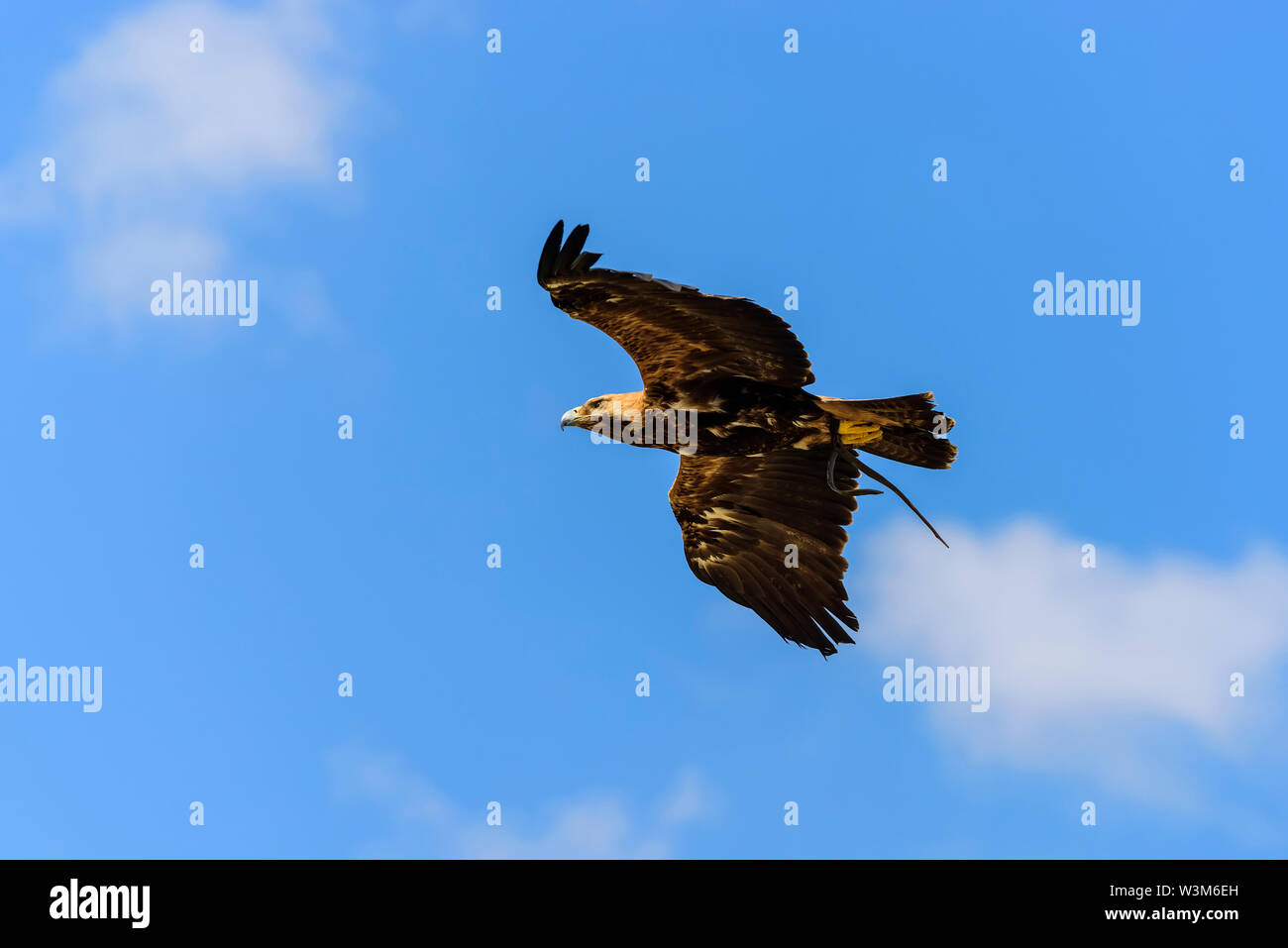 Golden eagle flying hi-res stock photography and images - Alamy