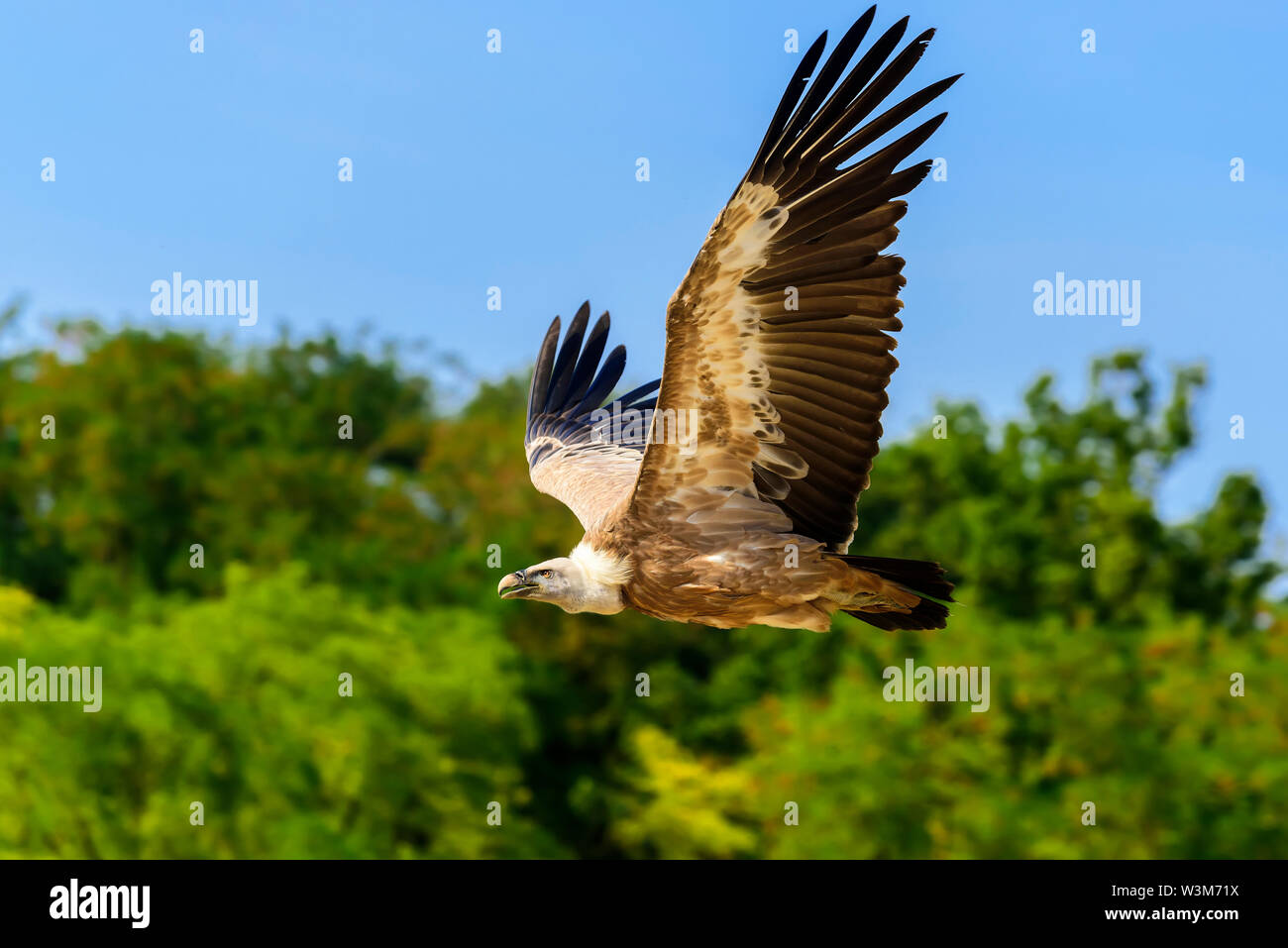 The griffon vulture (Gyps fulvus) is a large Old World vulture in the ...