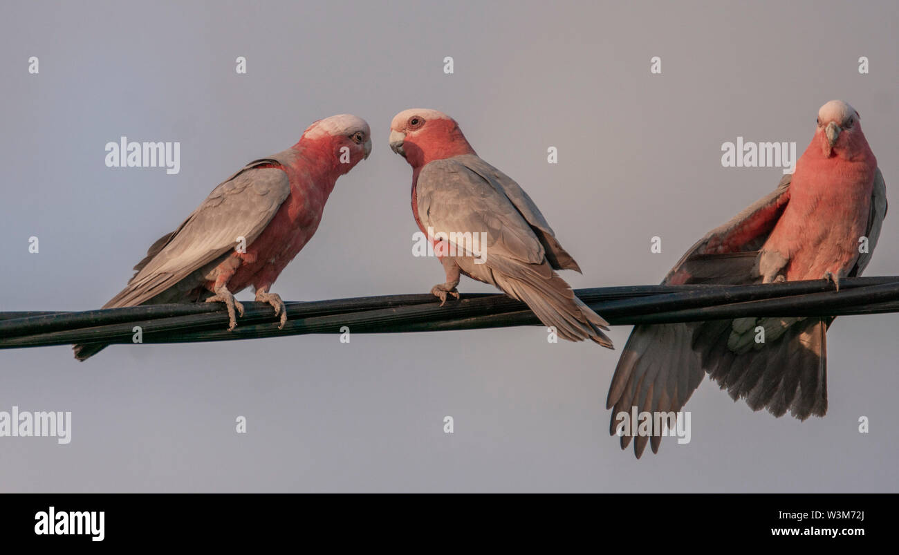 Australian galahs hi-res stock photography and images - Alamy