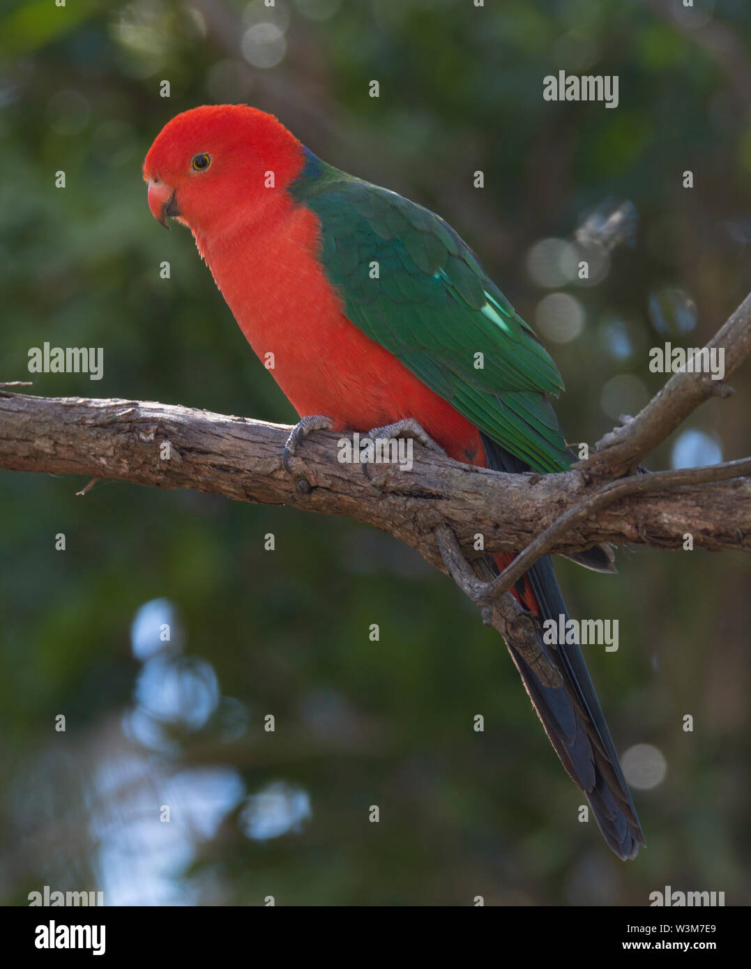 Parrot Male High Resolution Stock Photography and Images - Alamy