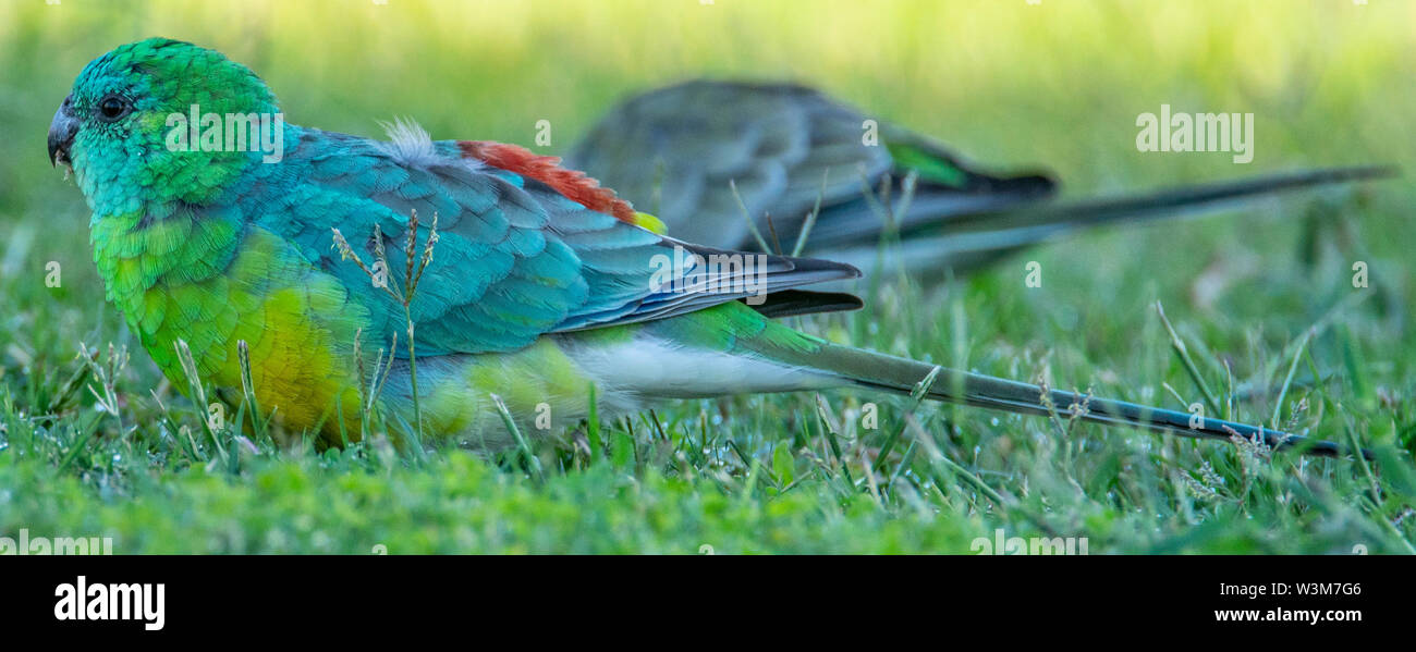 Showing red rump hi-res stock photography and images - Alamy