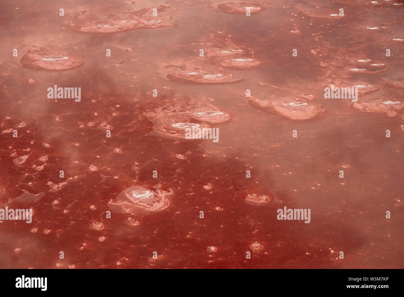 Photosynthesizing pigments of the blue-green bacteria cyanobacteria ...