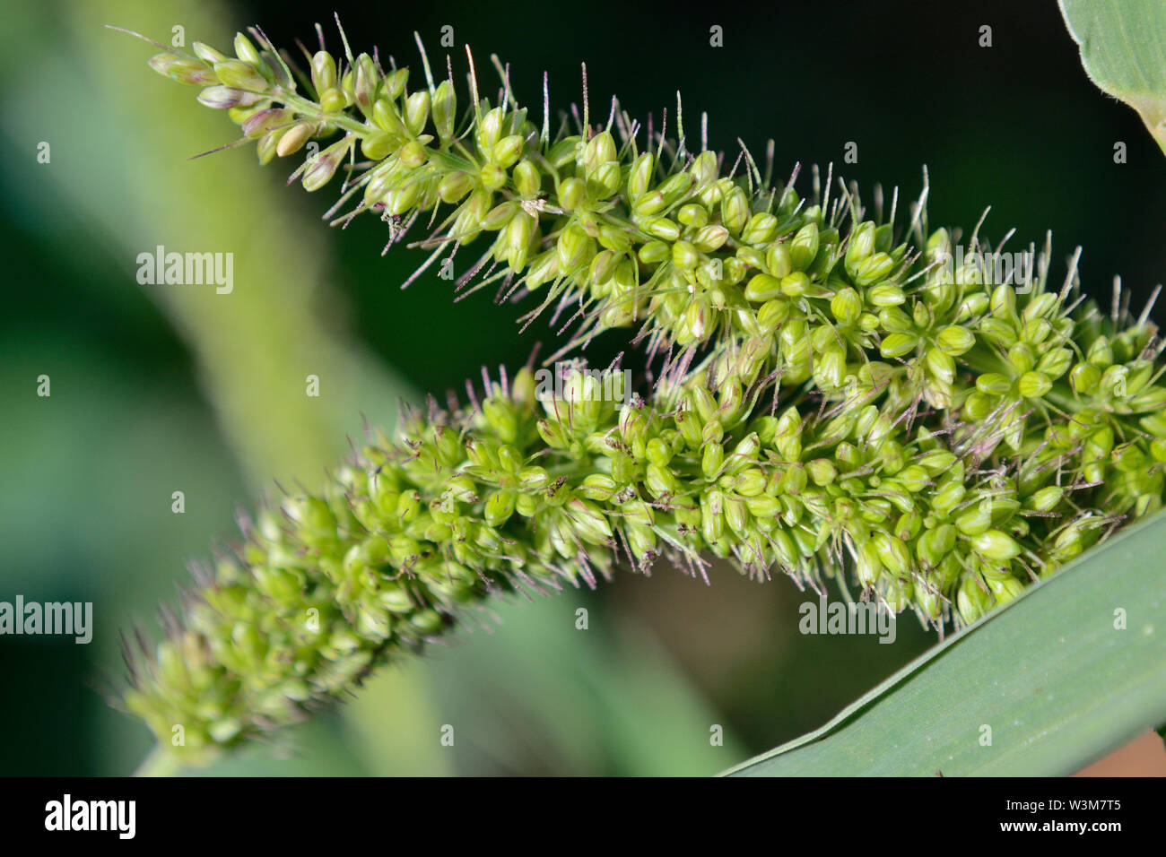 Rough bristlegrass hi-res stock photography and images - Alamy