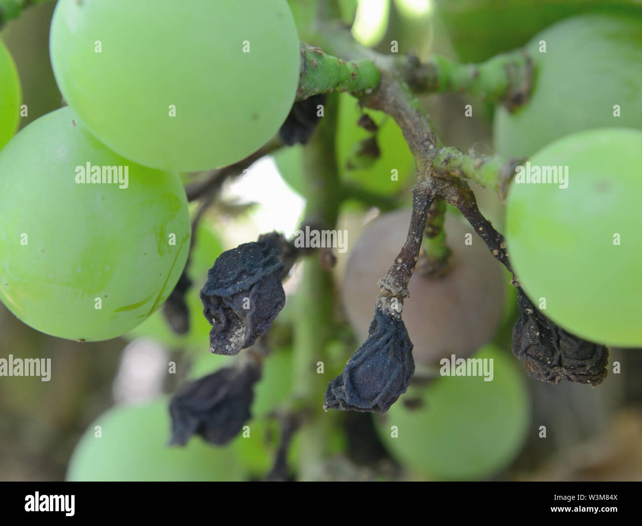 Grape black rot fungal disease, close up, Guignardia bidwellii Stock ...
