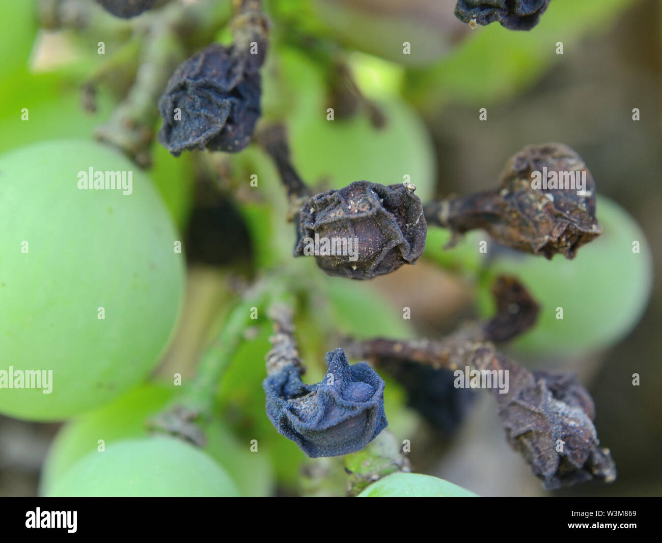 Grape black rot fungal disease, close up, Guignardia bidwellii Stock ...