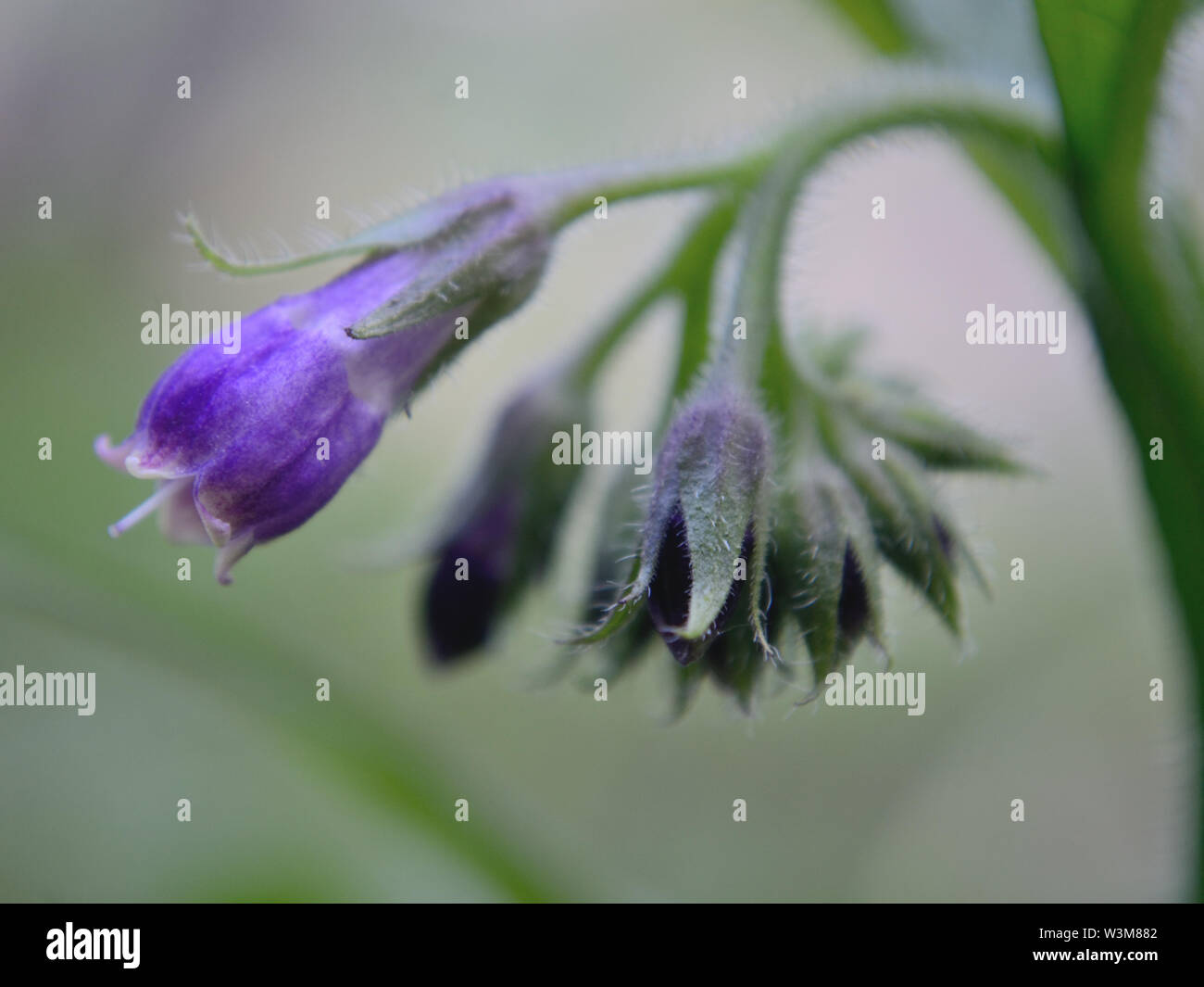 Comfrey wild flower hi-res stock photography and images - Alamy