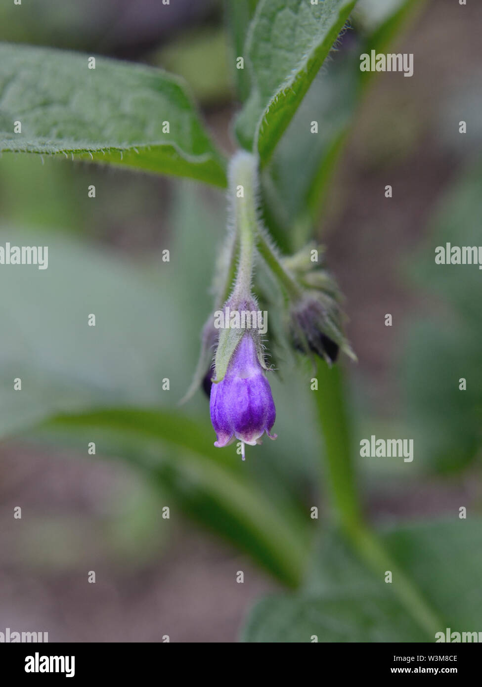 Wild comfrey hi-res stock photography and images - Alamy
