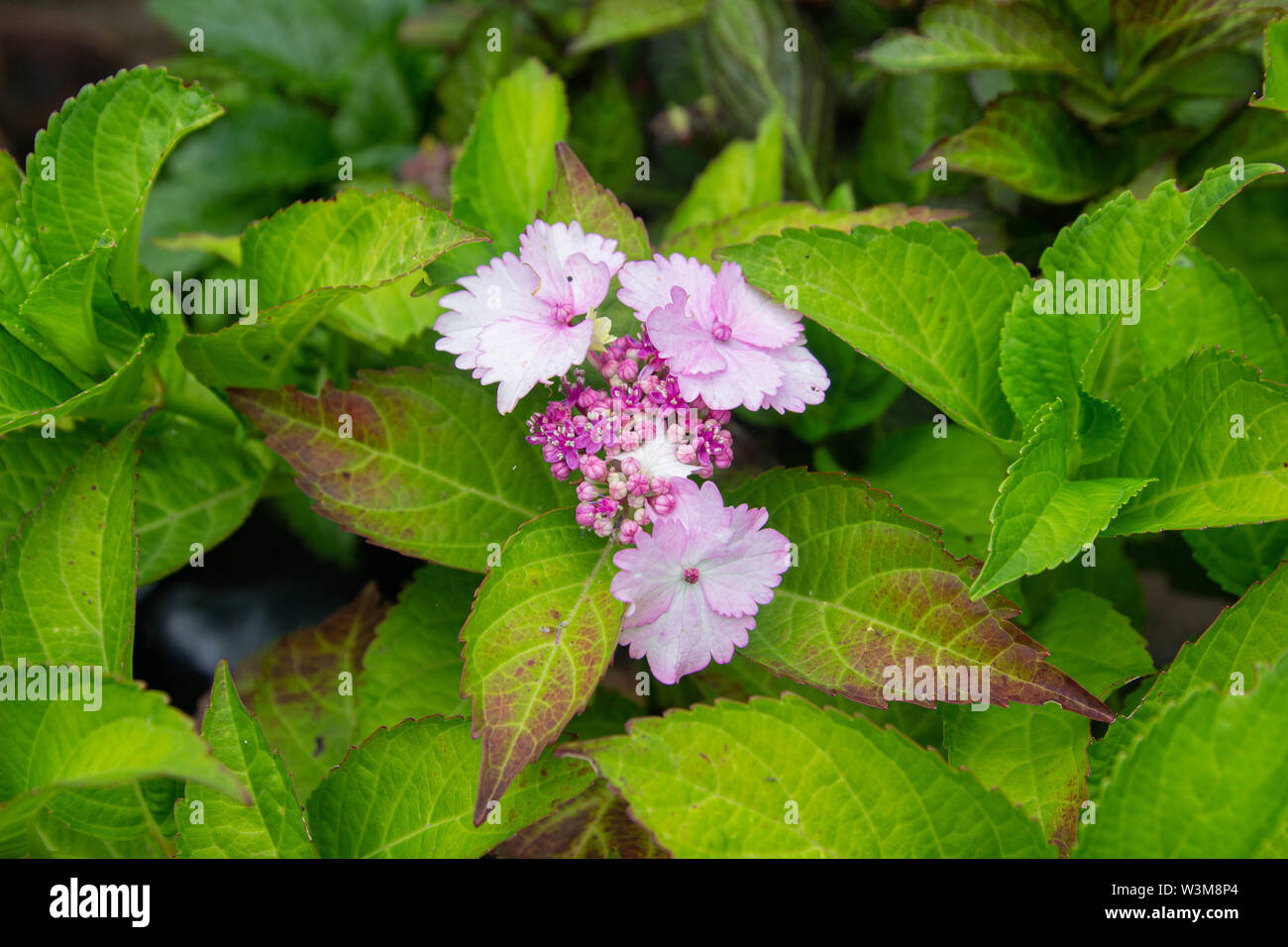 Royalty collection hi-res stock photography and images - Alamy