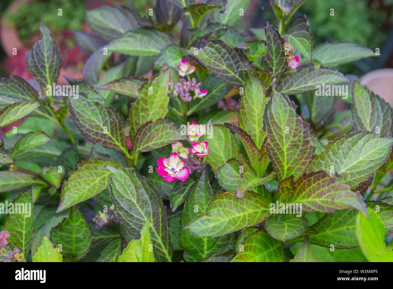 Pink and yellow hydrangeas from the Royalty Collection, just starting ...