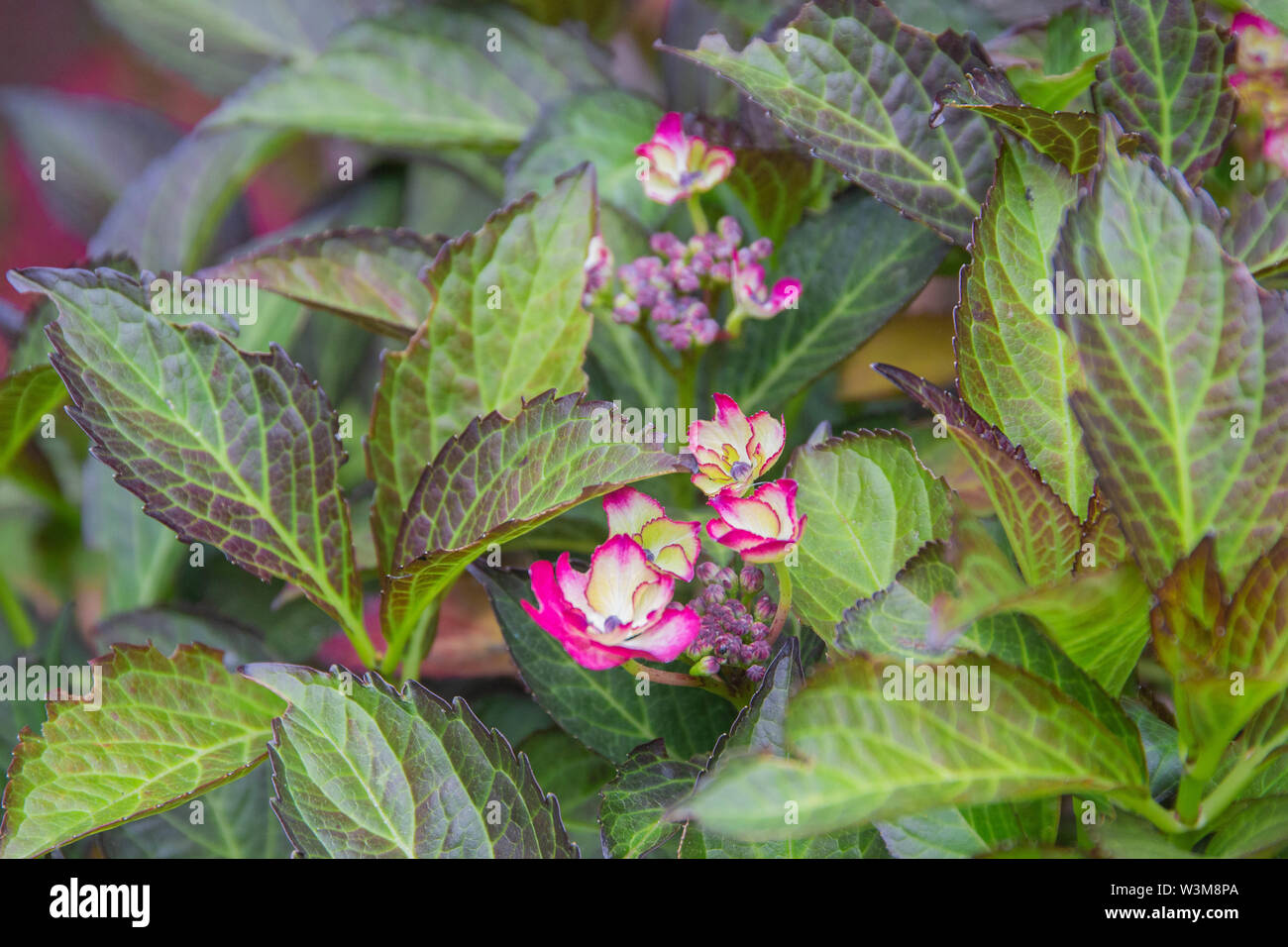 Pink and yellow hydrangeas from the Royalty Collection, just starting ...