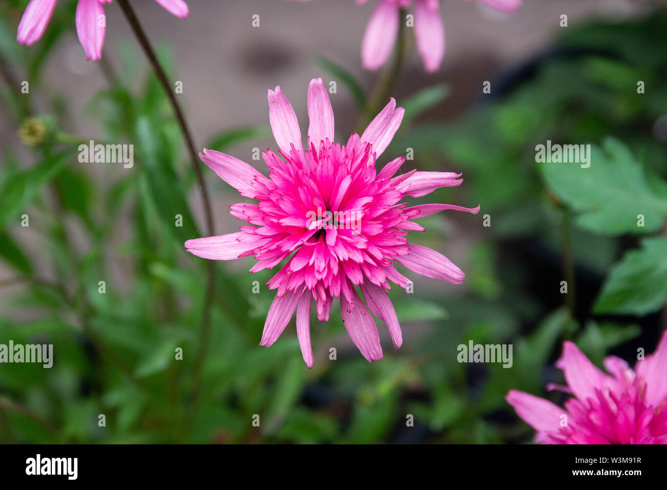 Echinacea Pink Double Delight flowers Stock Photo - Alamy
