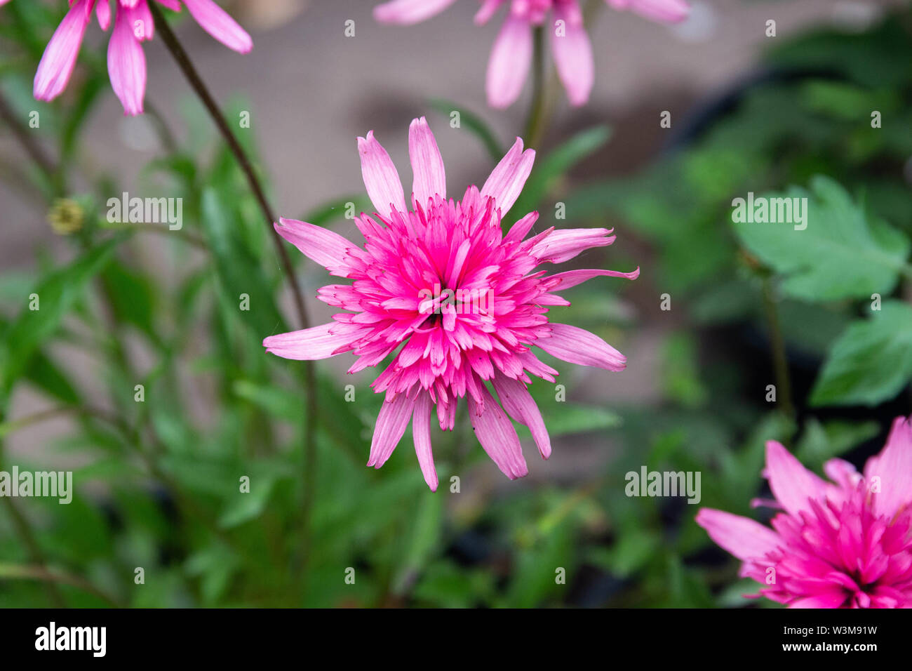 Echinacea Pink Double Delight flowers Stock Photo - Alamy