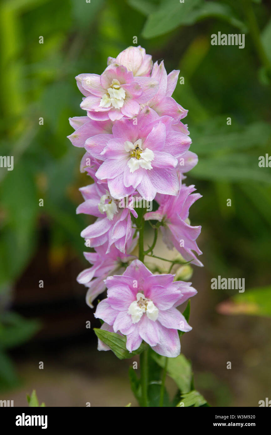 Pink fountains hi-res stock photography and images - Alamy