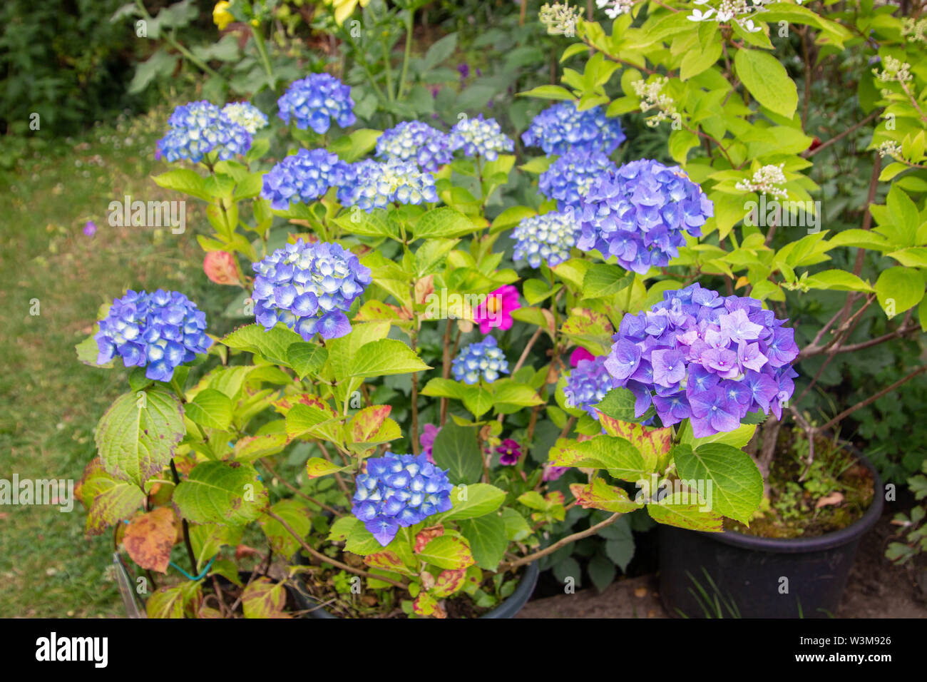 Blue and pink tinged hydrangeas Stock Photo - Alamy
