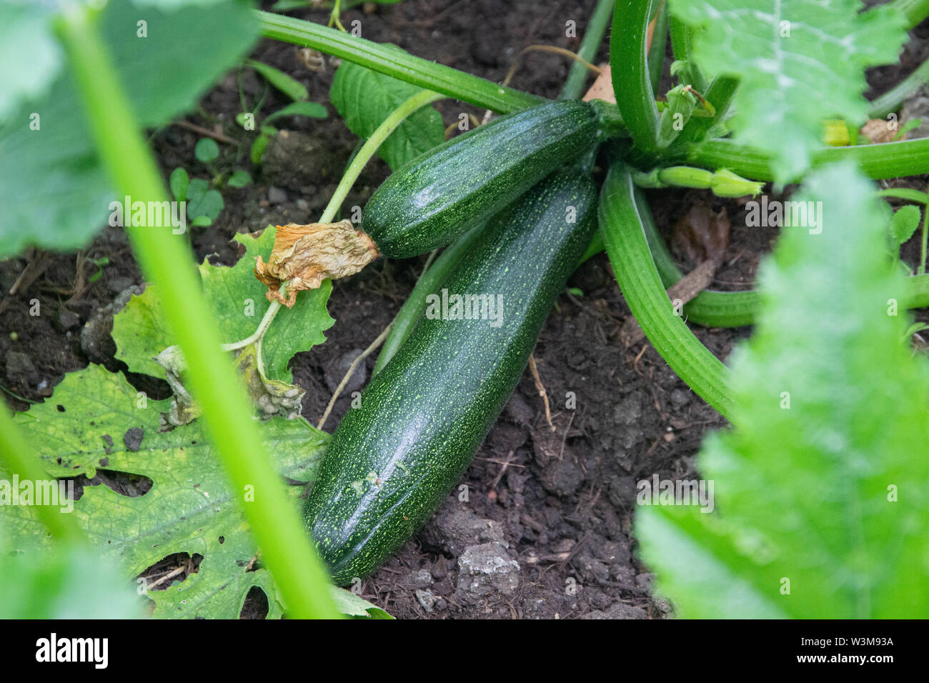 Home grown courgette - 'Black Beauty' variety Stock Photo - Alamy