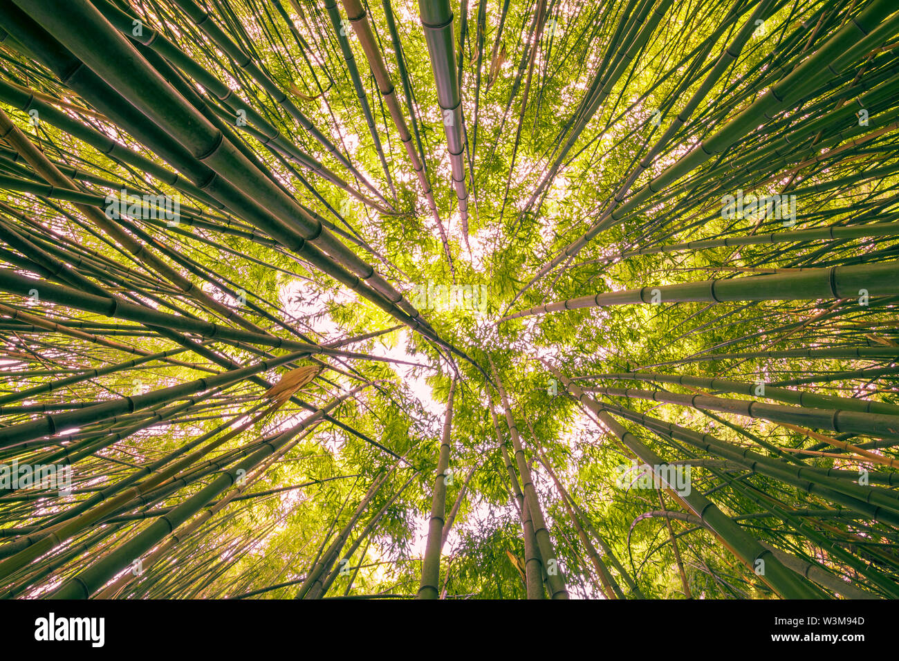 Look bottom up into sky inside uniformly dense bamboo rainforest ...