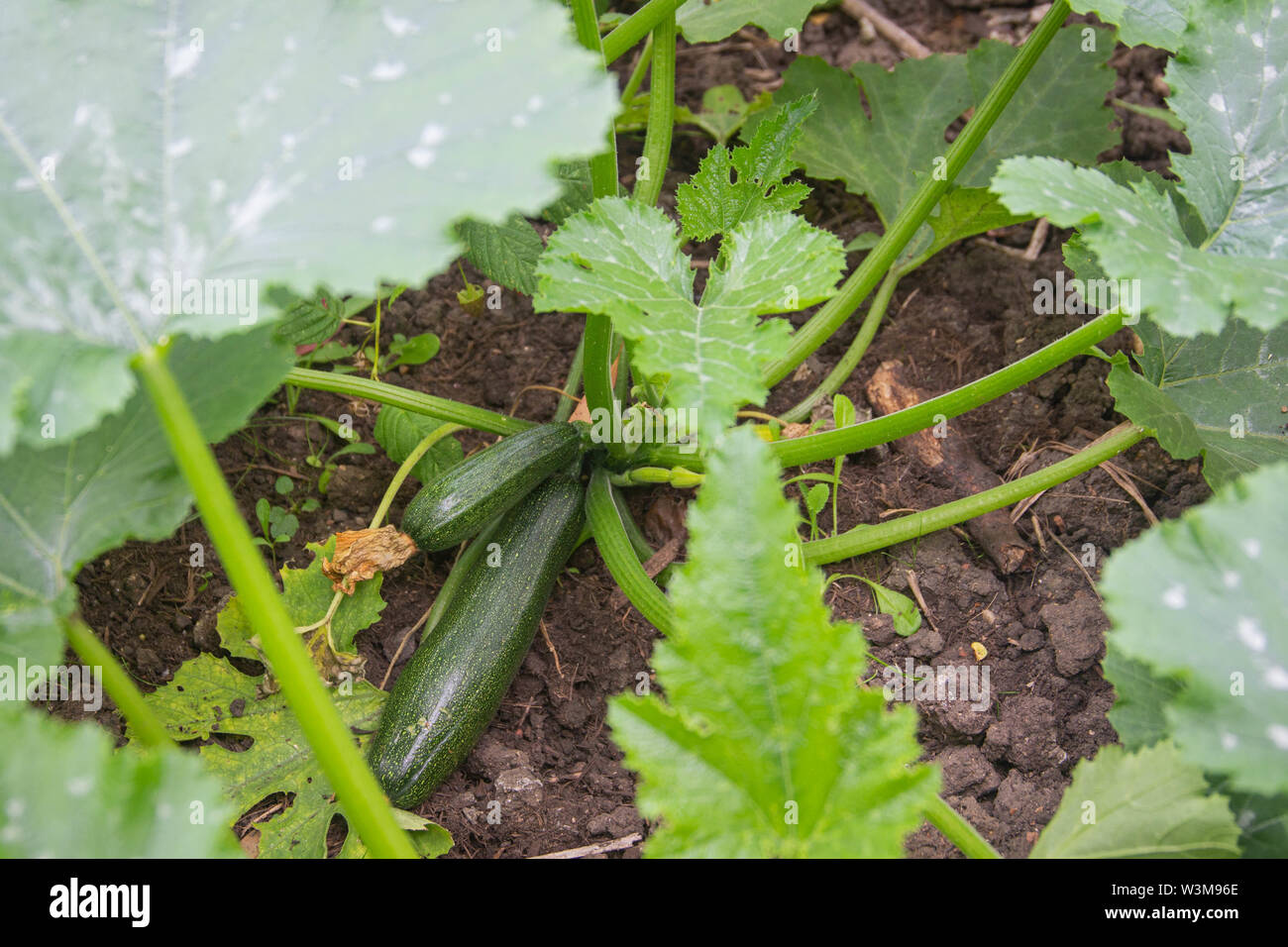 Black grown hi-res stock photography and images - Alamy