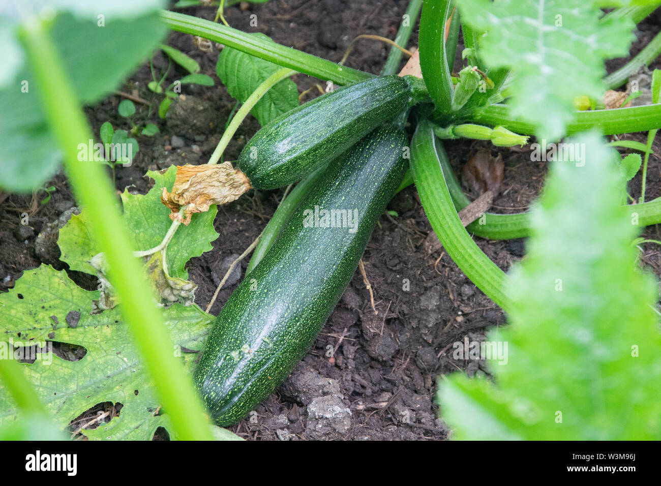 Black grown hi-res stock photography and images - Alamy