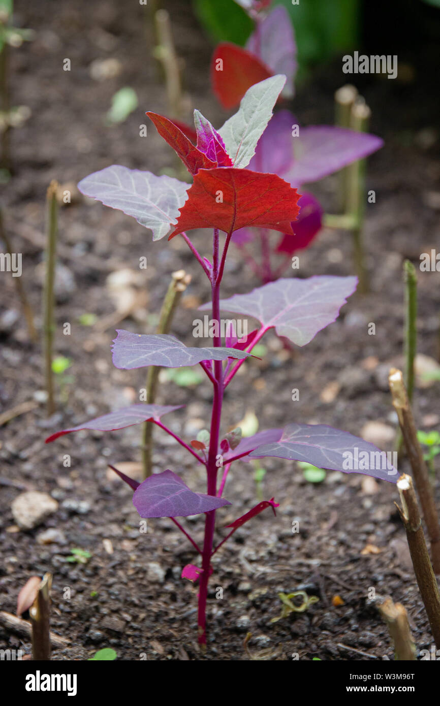 Red Orach High Resolution Stock Photography and Images - Alamy