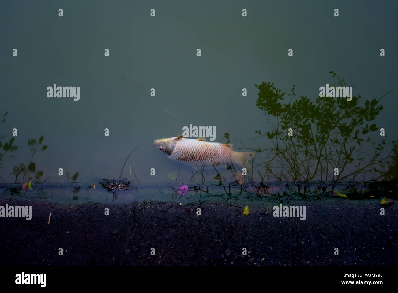 Floating dead fish in Hanoi Ho Hoan Kiem lake Vietnam Stock Photo - Alamy
