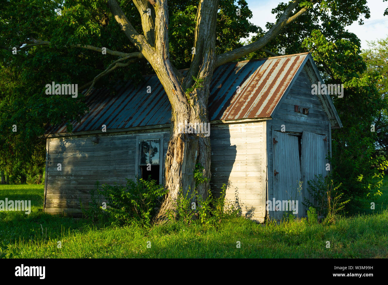 Wooden shed with overgrown tree in Illinois Stock Photo - Alamy