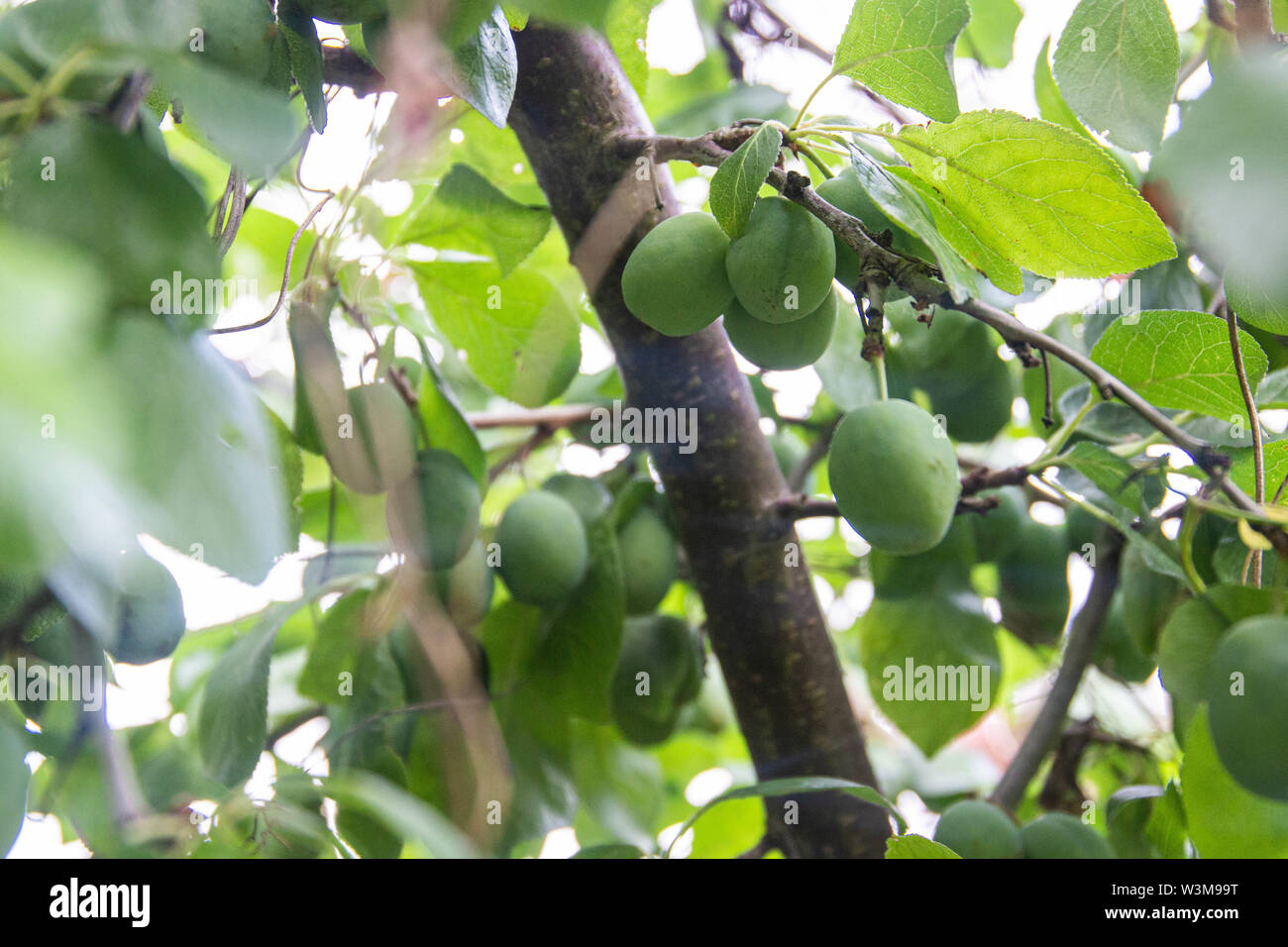 English fruit garden hi-res stock photography and images - Alamy
