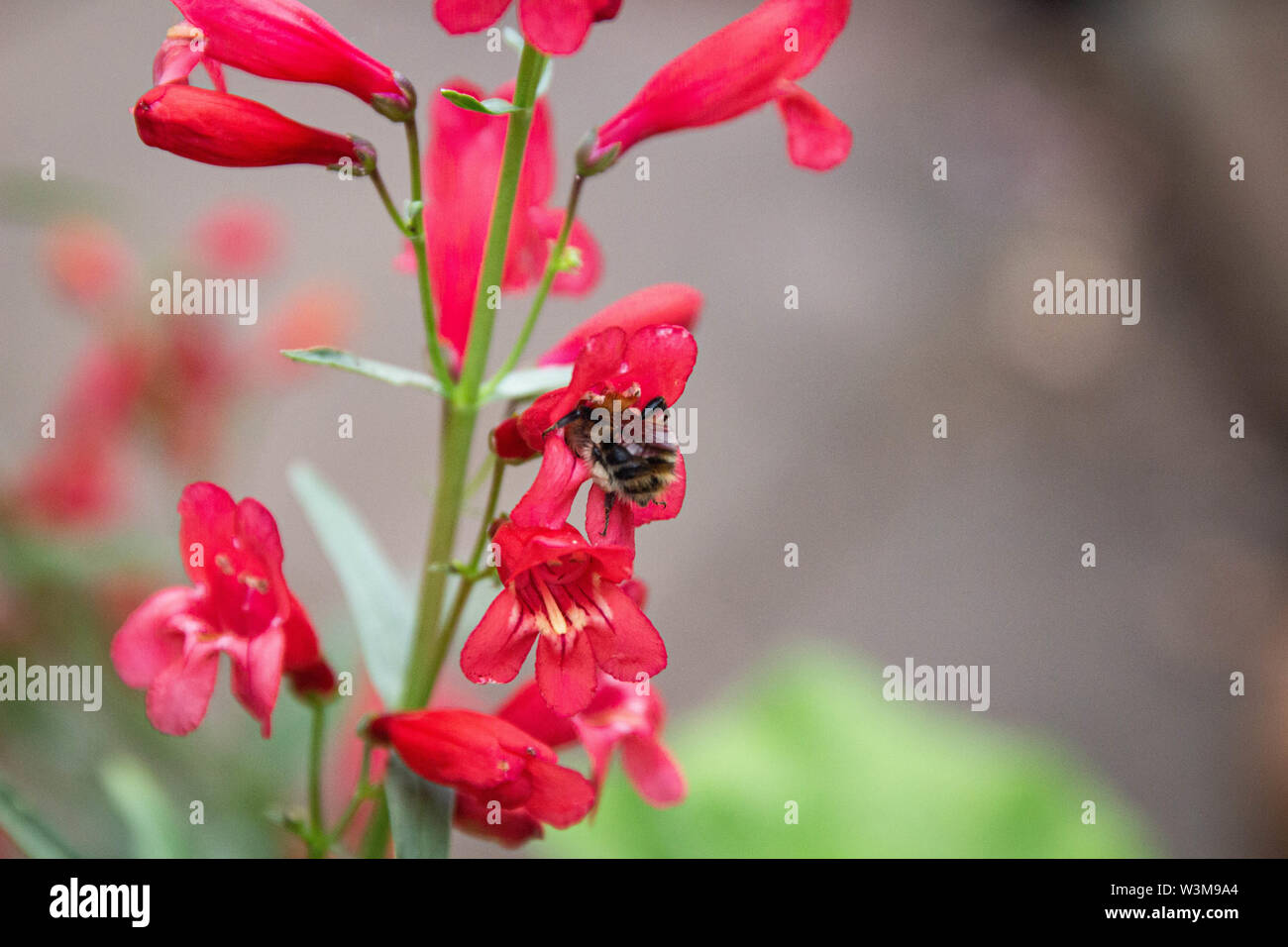 Bumble bee getting pollen from a Penstemon 'Red Riding Hood' flower ...