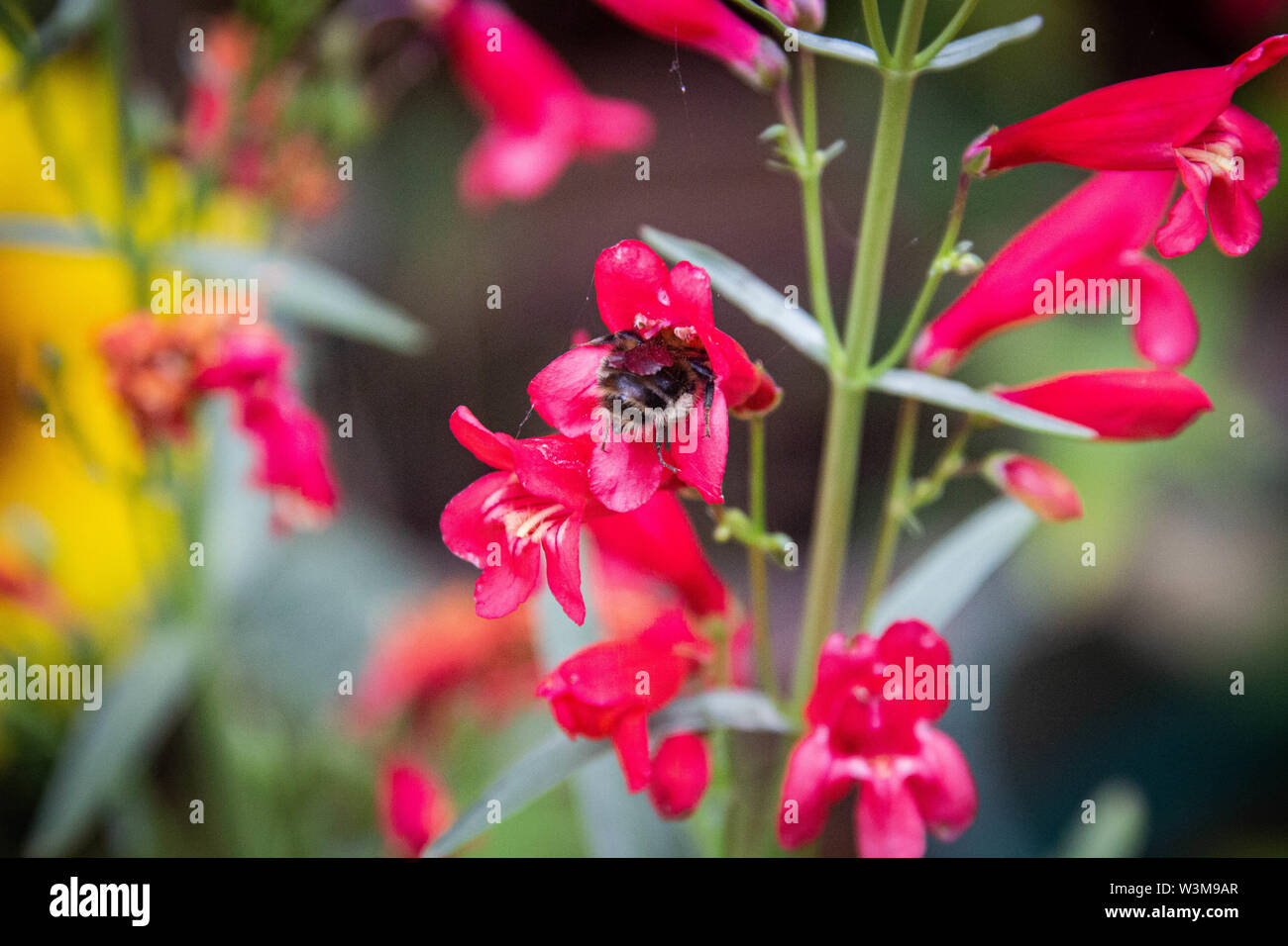 Bumble bee getting pollen from a Penstemon 'Red Riding Hood' flower ...