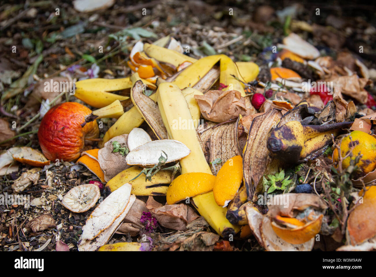 Compost bin - before and after - fresh food waste placed on top of ...