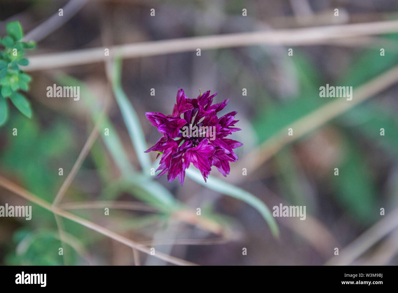 Purple cornflower hi-res stock photography and images - Alamy