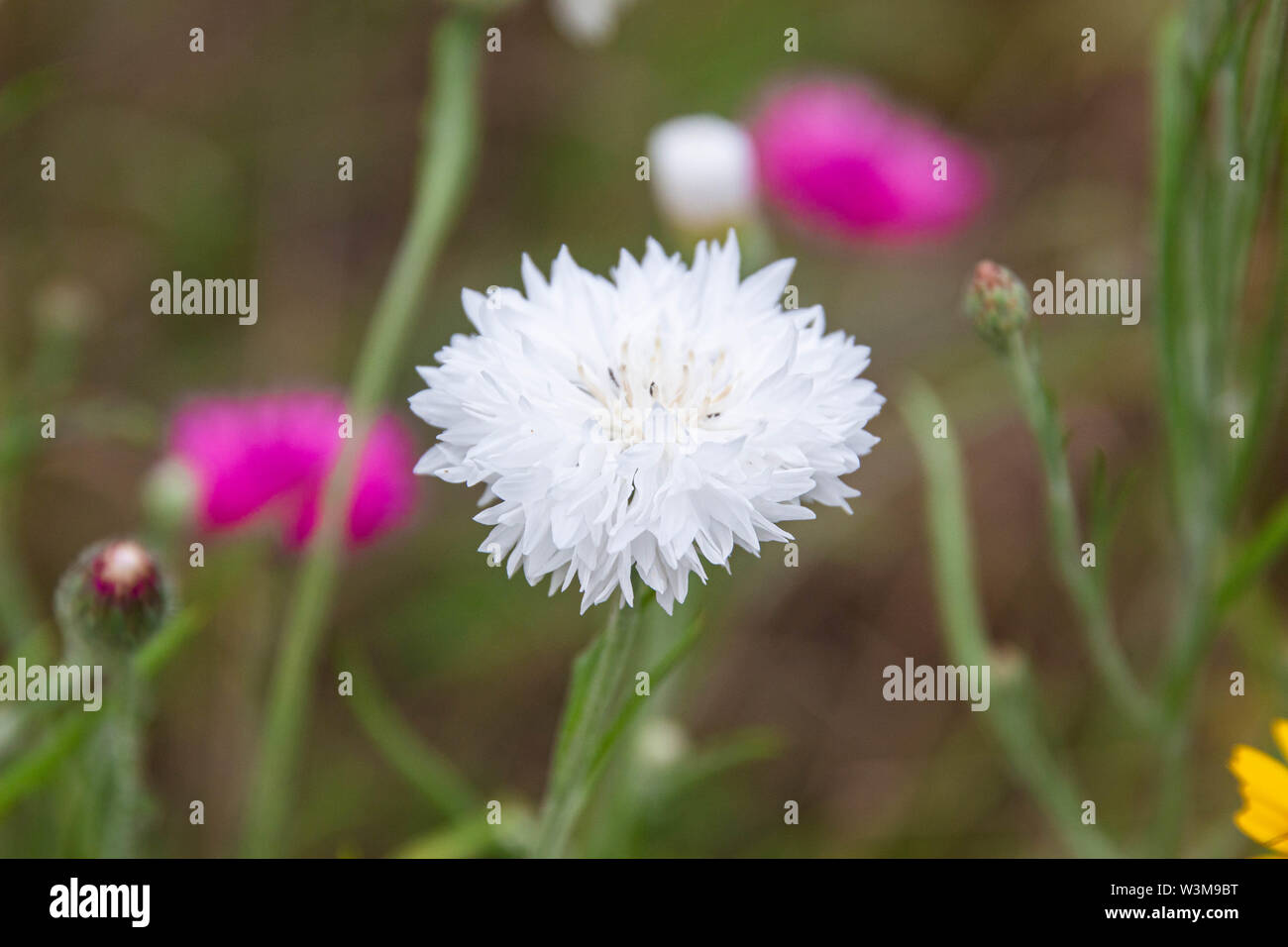 White cornflower hi-res stock photography and images - Alamy