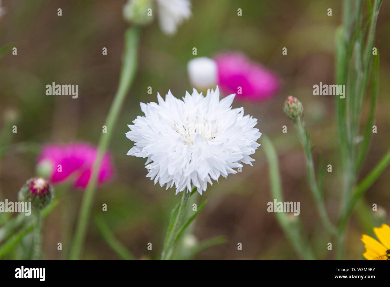 White Cornflower (centaurea cyanus Stock Photo - Alamy