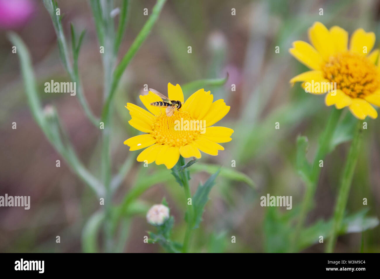 A hoverfly landing on a yellow corn marigold (glebionis segetum Stock ...