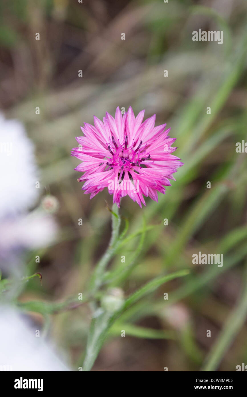 Pink Cornflower (centaurea cyanus Stock Photo - Alamy